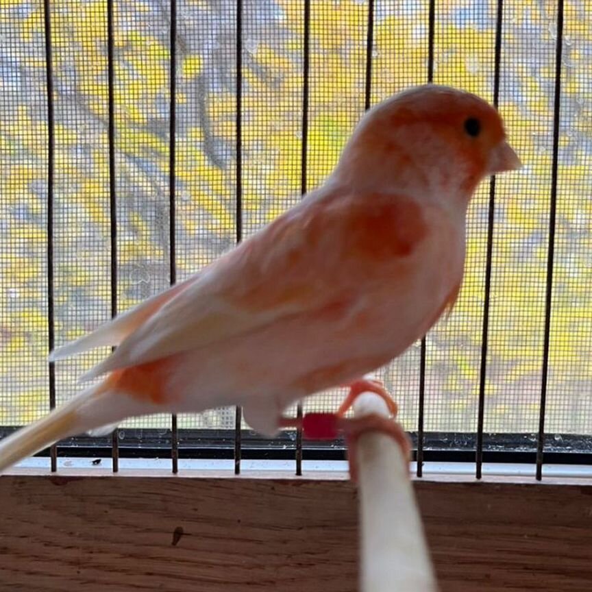 Кенара и канарейки