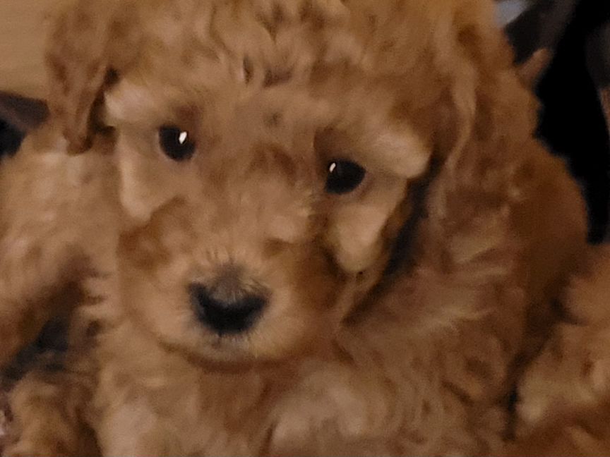 Продаётся той пудель ред, девочка др 5.04