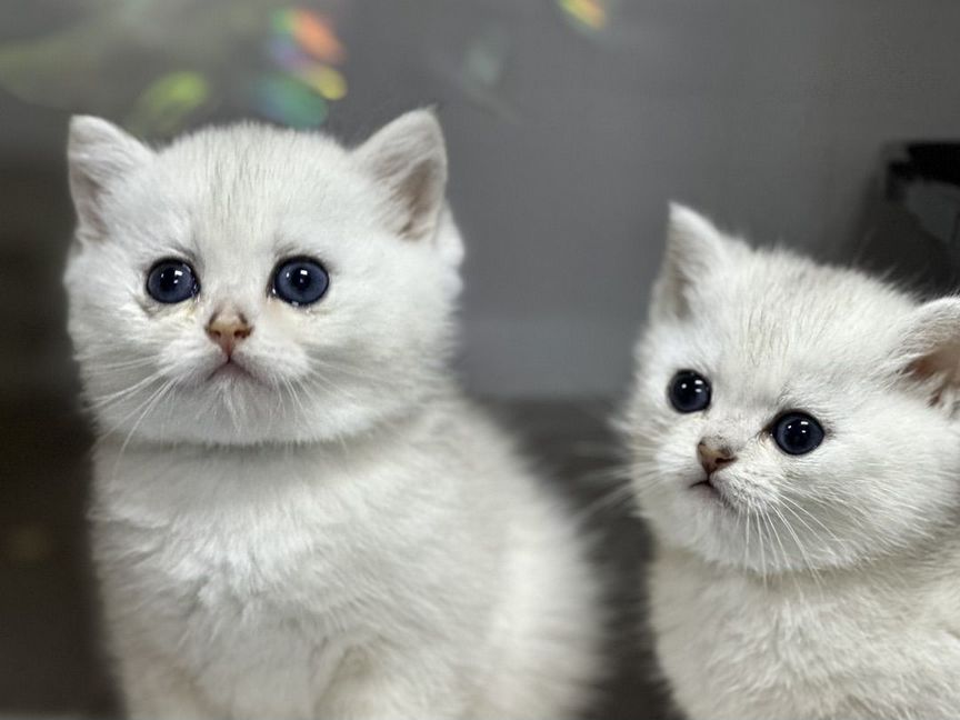 Котята