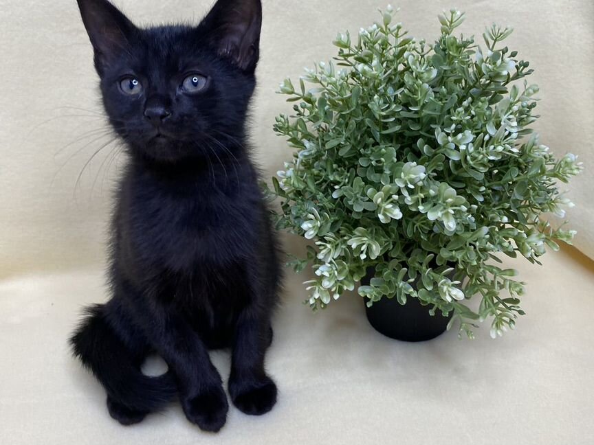 Котенок