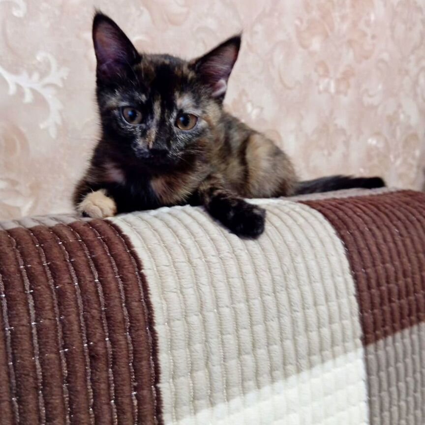 Котенок