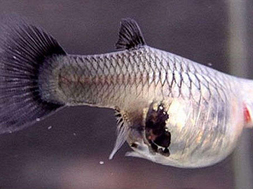 Мальки гуппи породистые черных монах