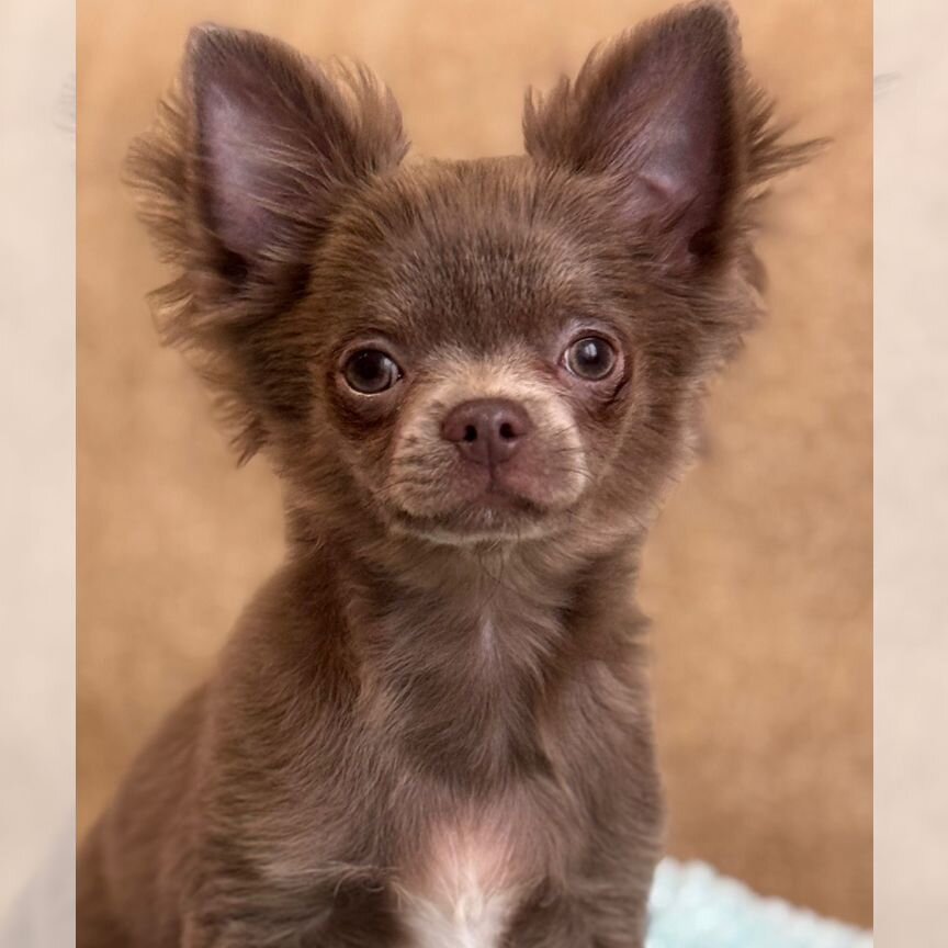 Чихуахуа, щенок