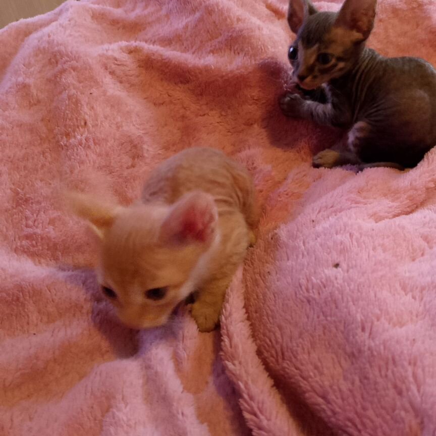 Канадский сфинкс котенок браш