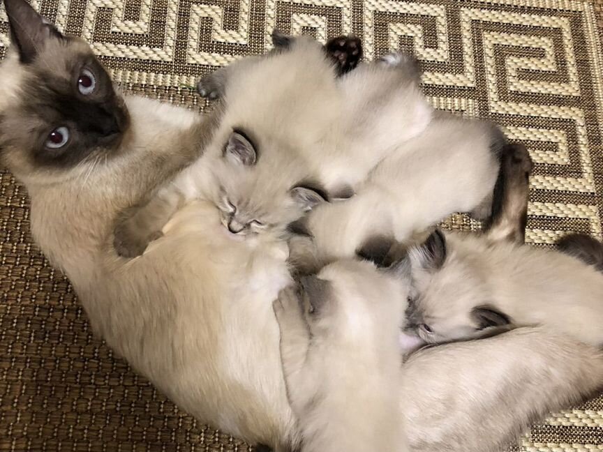 Тайские котята девочки