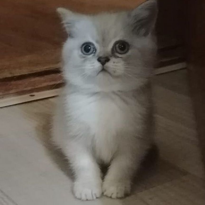 Шотландский прямоухий мальчик (котёнок)