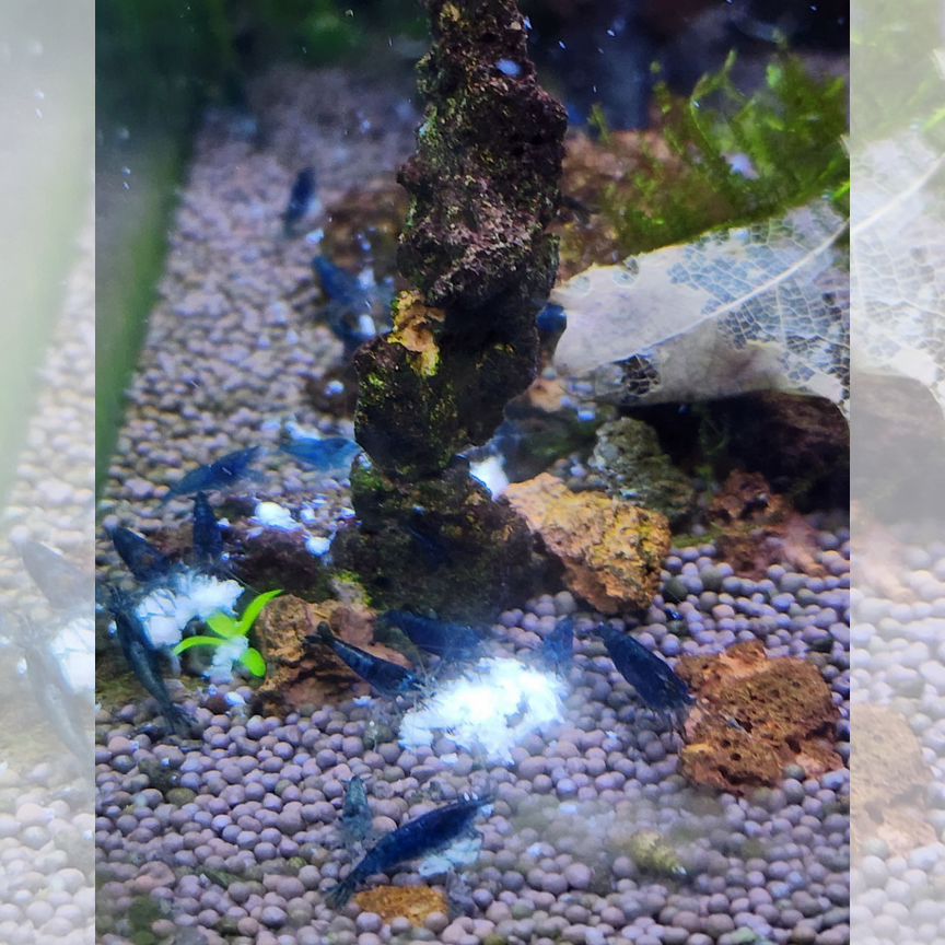 Креветки blue dream