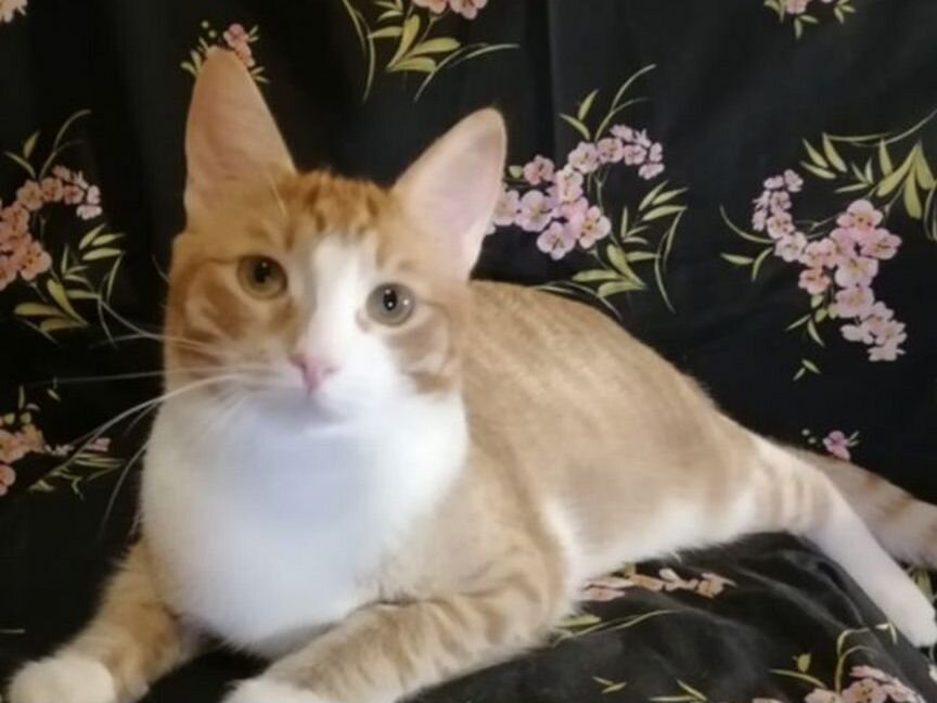 Коржик ищет дом