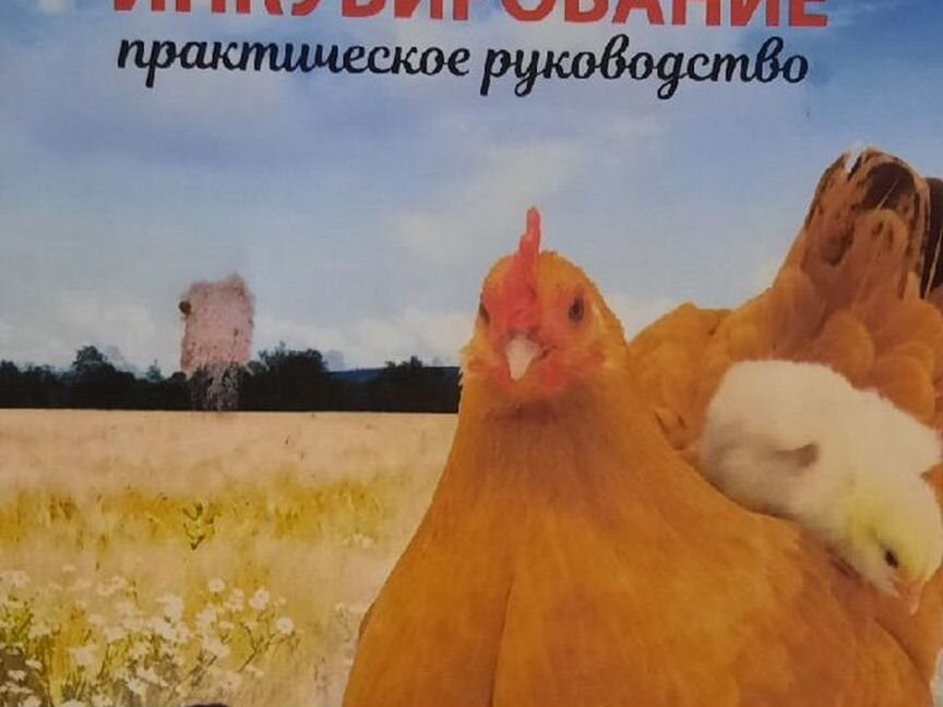 Инкубатор для яиц блиц база