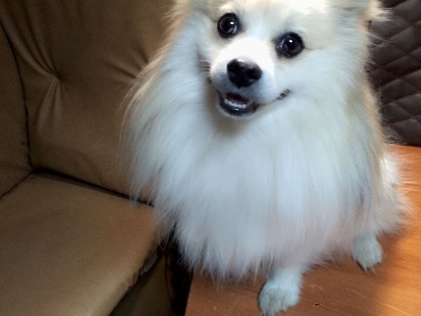 Немецкий шпиц взрослый мальчик