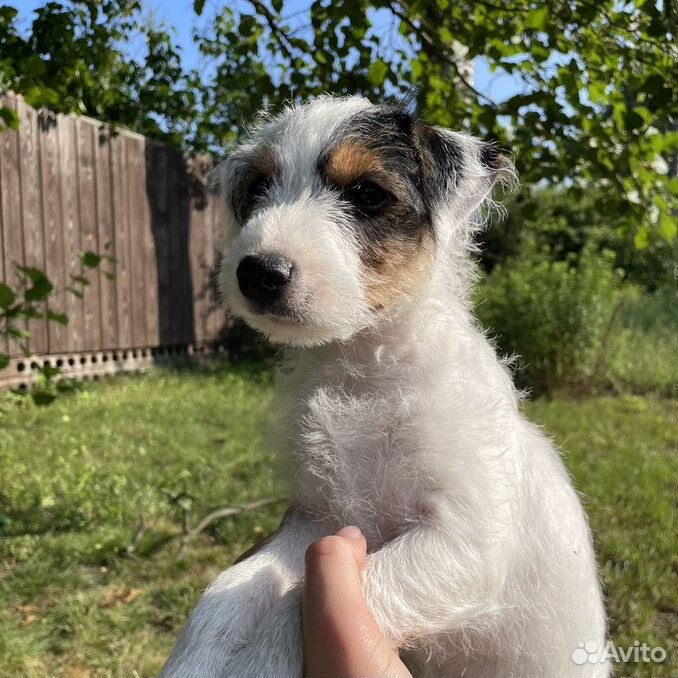 Щенки парсон рассел терьера