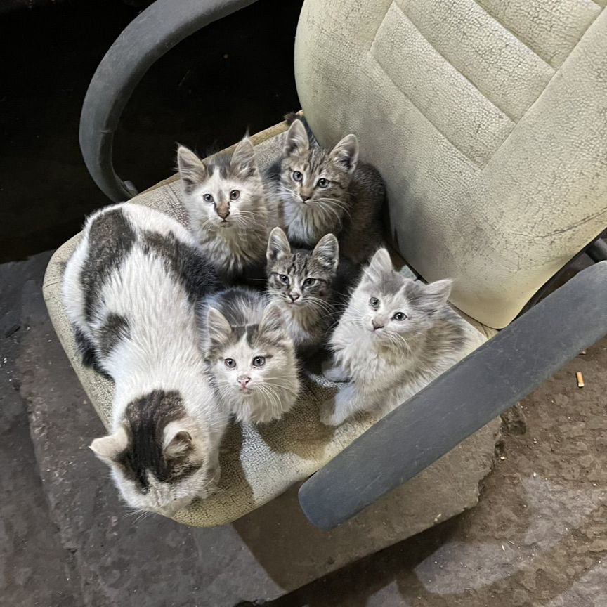 Котята в добрые руки