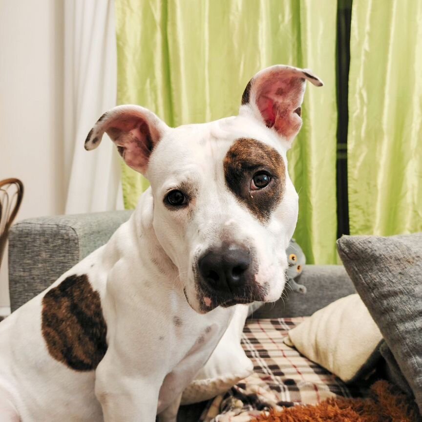 Отдам собаку в добрые руки