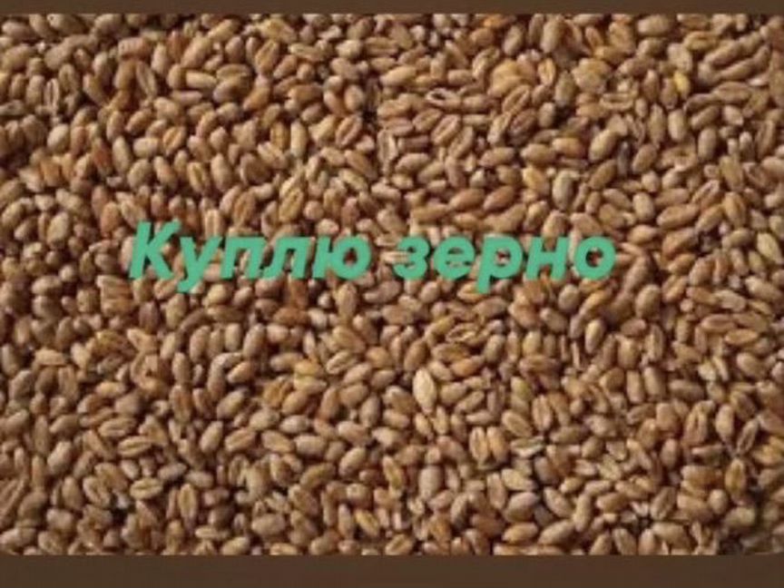 Пщеница 3 каласс