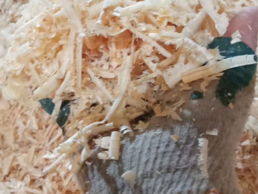 Опилки бесплатно