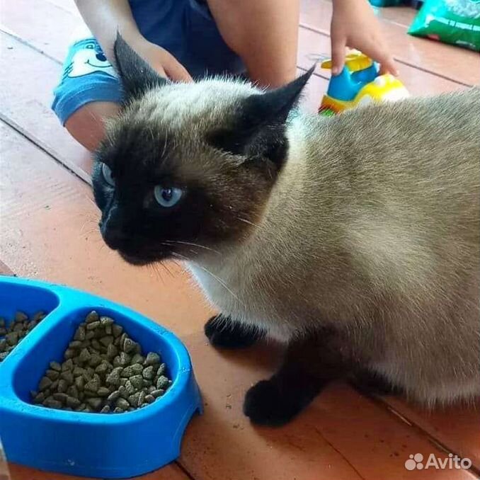 Сиамская кошечка брошена на дачах