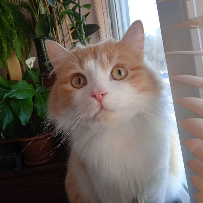 Красавчик в семью