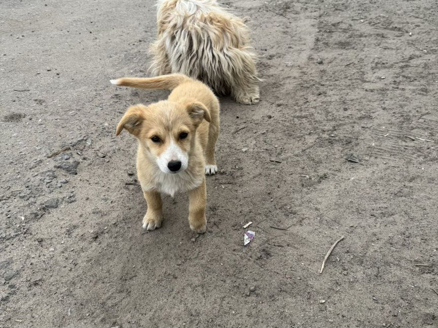 Щенок