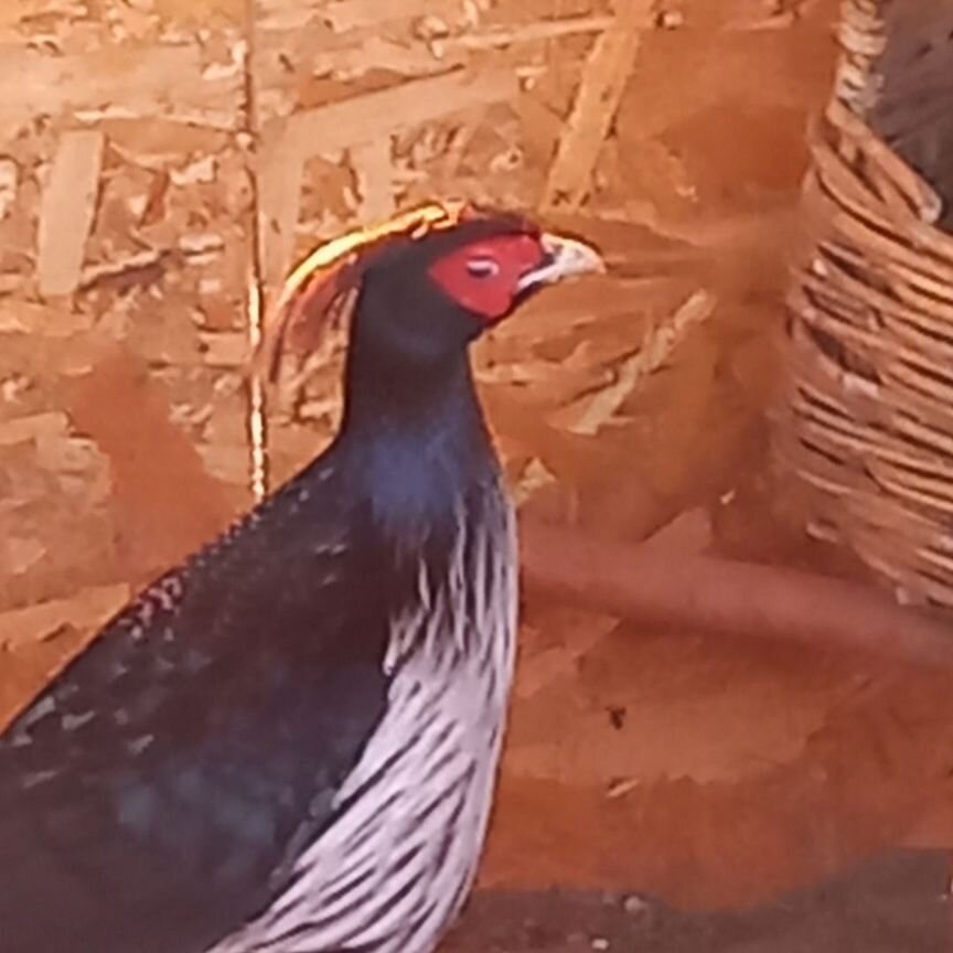 Фазан Непальский