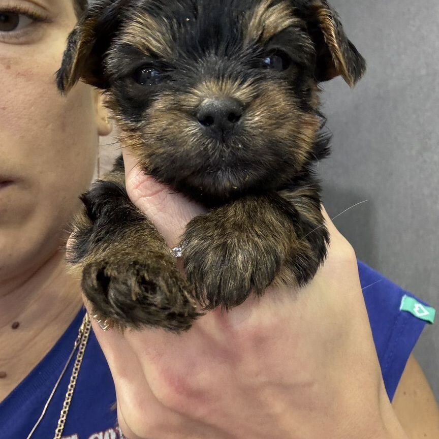 Йоркширский терьер, щенок