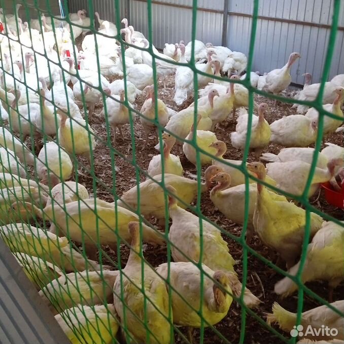 Индюки индюшки индейки