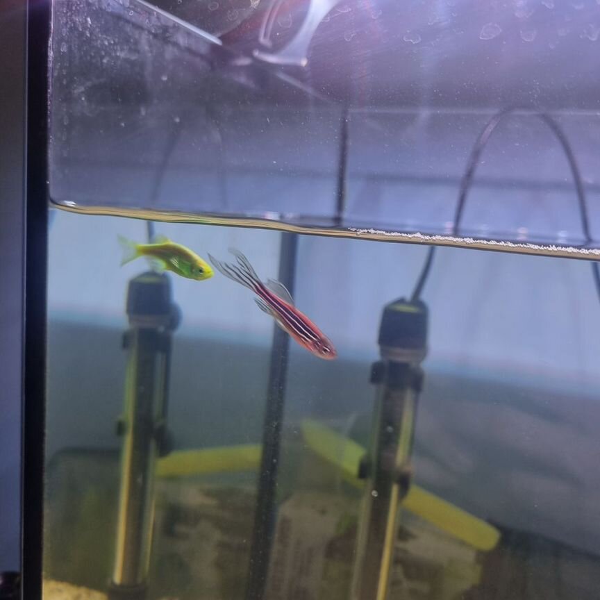 Аквариумные рыбки Данио Барбус