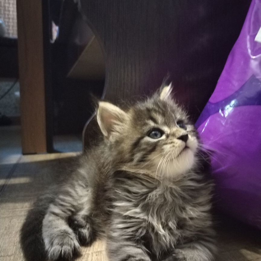 Котята мейн-кун