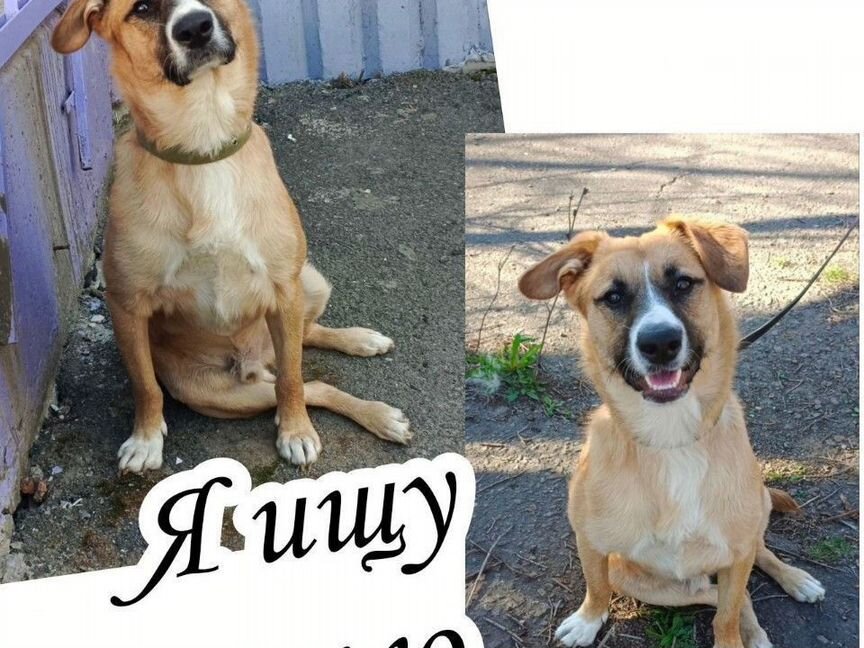 Коржик ищет семью