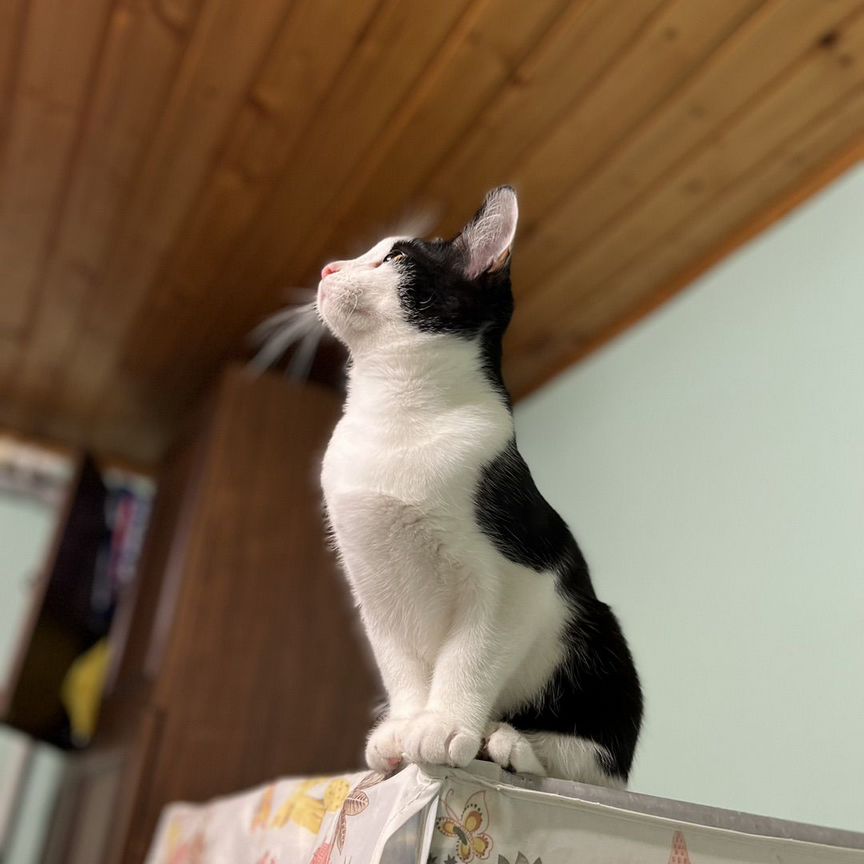 Котенок в добрые руки