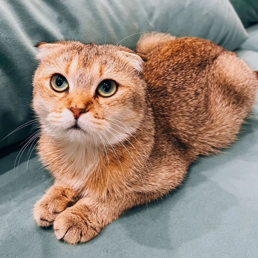 Кошка Злата в добрые руки