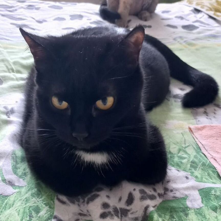 Взрослая, кошка в добрые руки