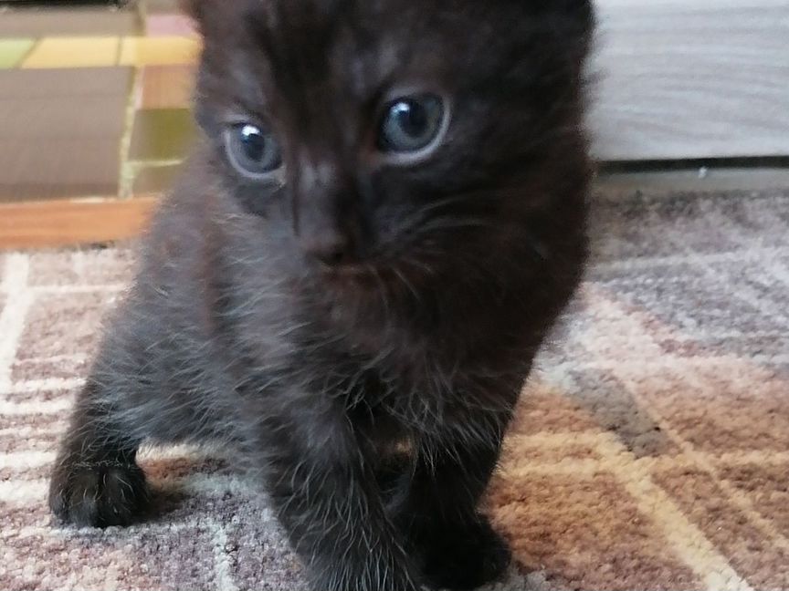 Шотландские вислоухие котята