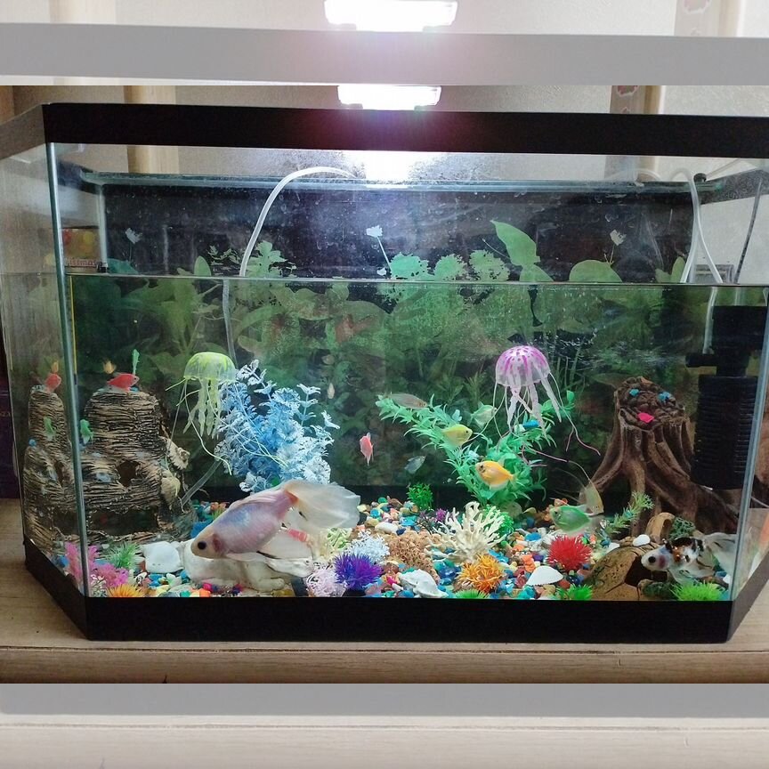 Аквариум с рыбками