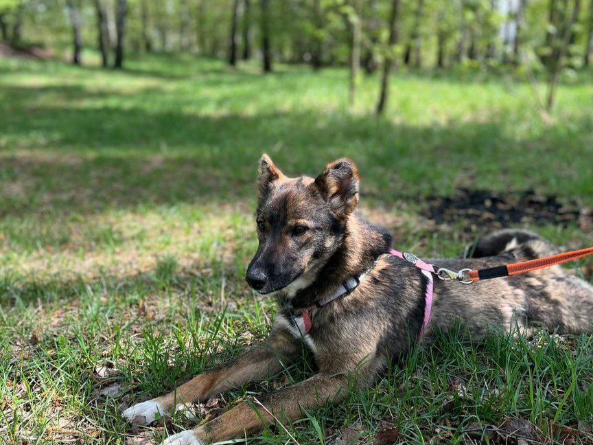 Небольшая Тиша ищет дом