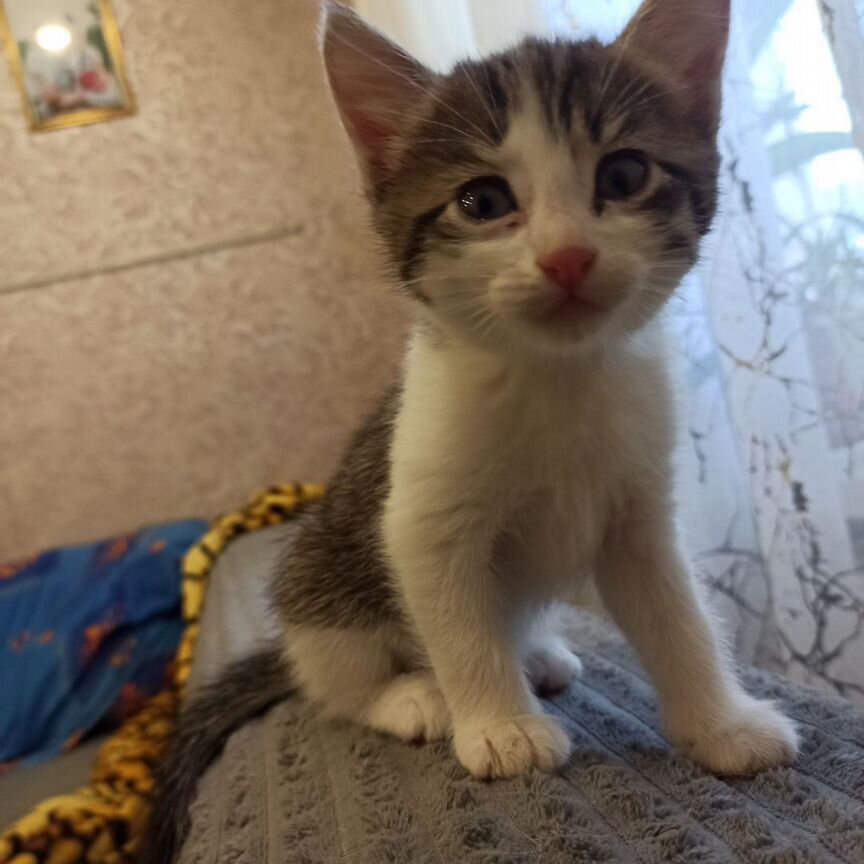 Котята домашние