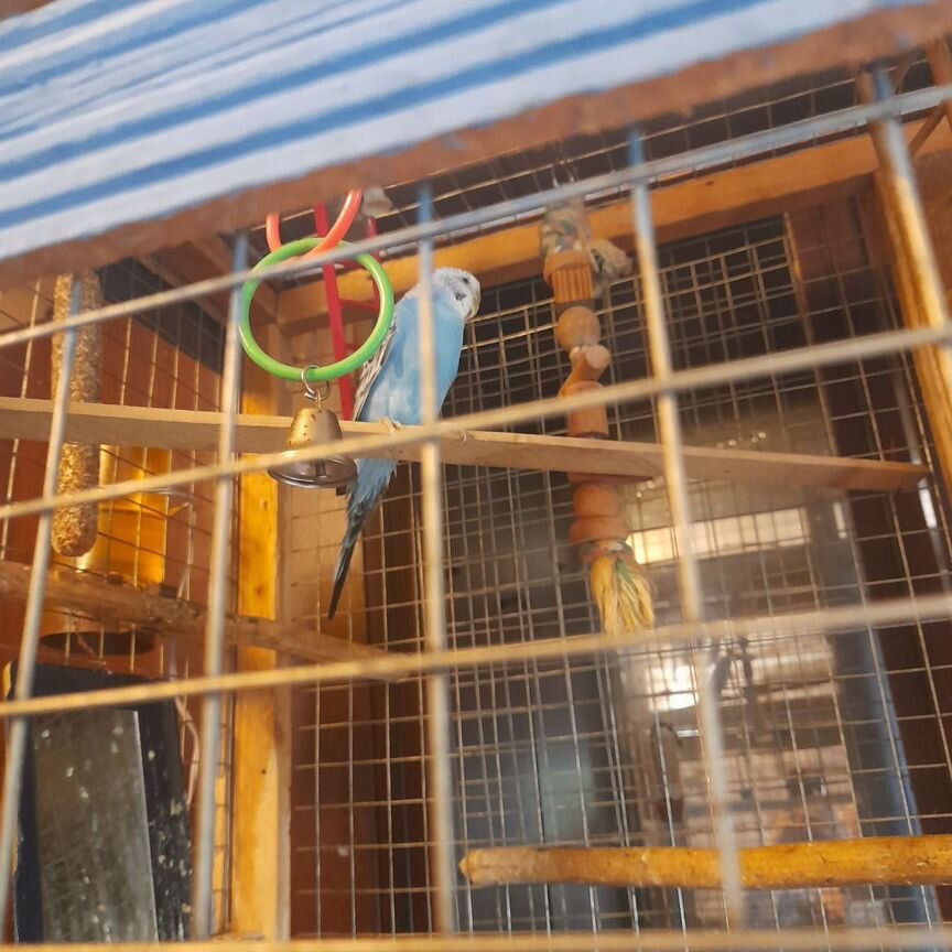 Отдаём в добрые руки волнистых попугаев