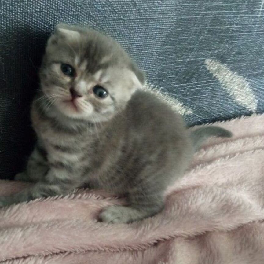Шотландская