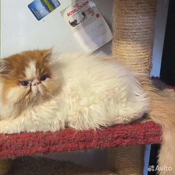 Персидский котенок - ну очень ласковый