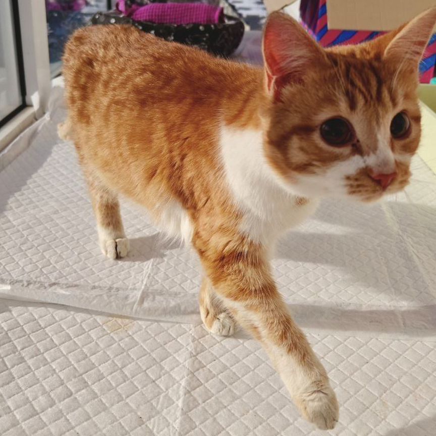 Котёнок в добрые руки