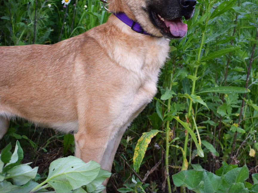 Собачка девочка Афина 1,5 года