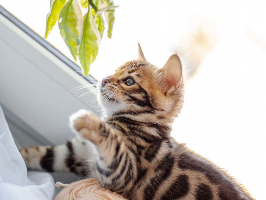 Бенгальская кошка