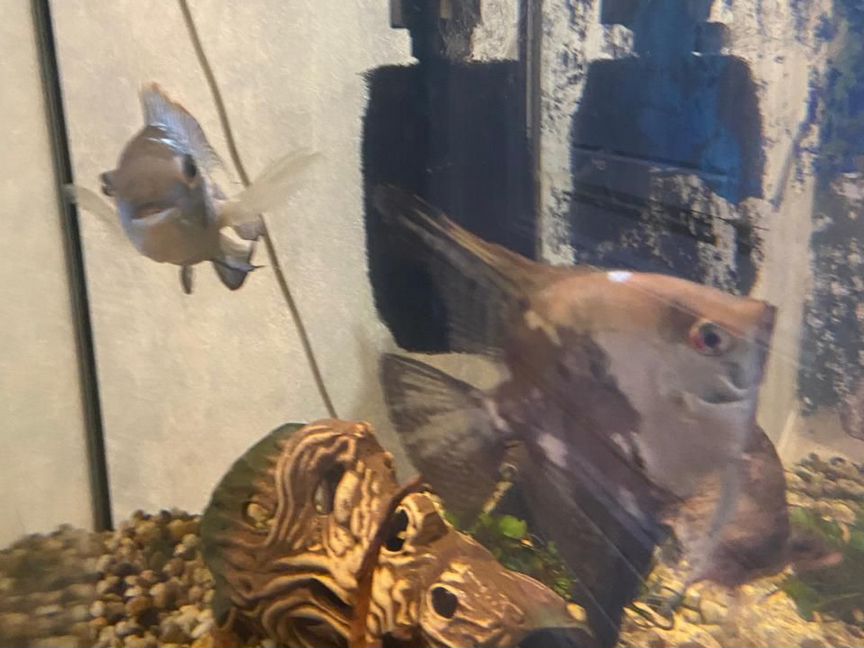 Аквариумные рыбки