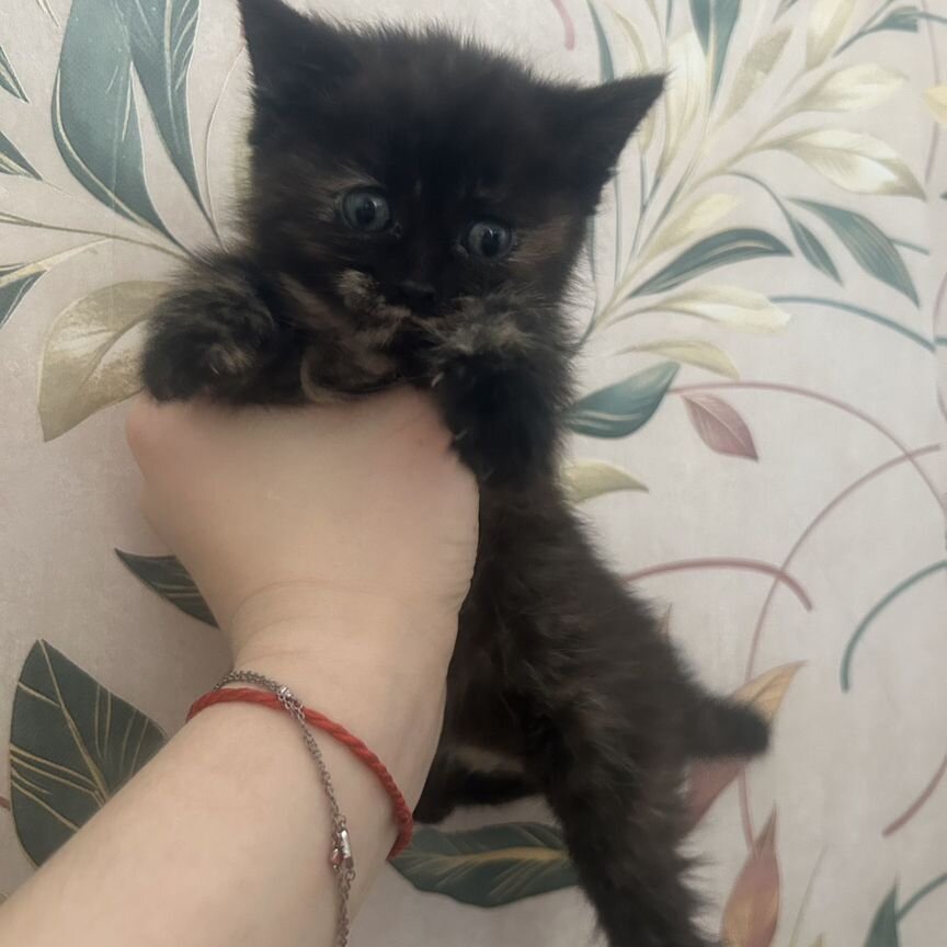 Британский короткошёрстный котёнок