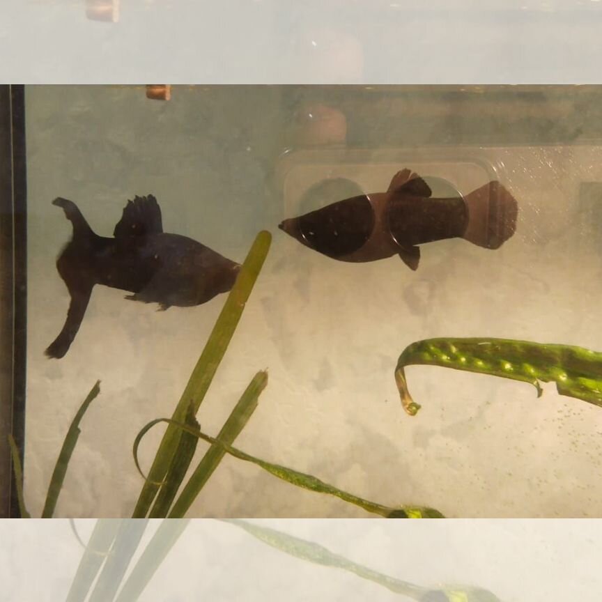 Моллинезия пара черные