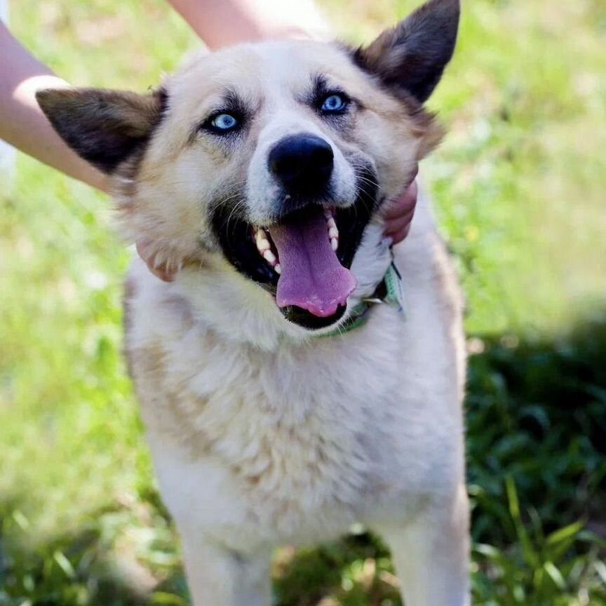 Алмаз в поиске самой лучшей семьи