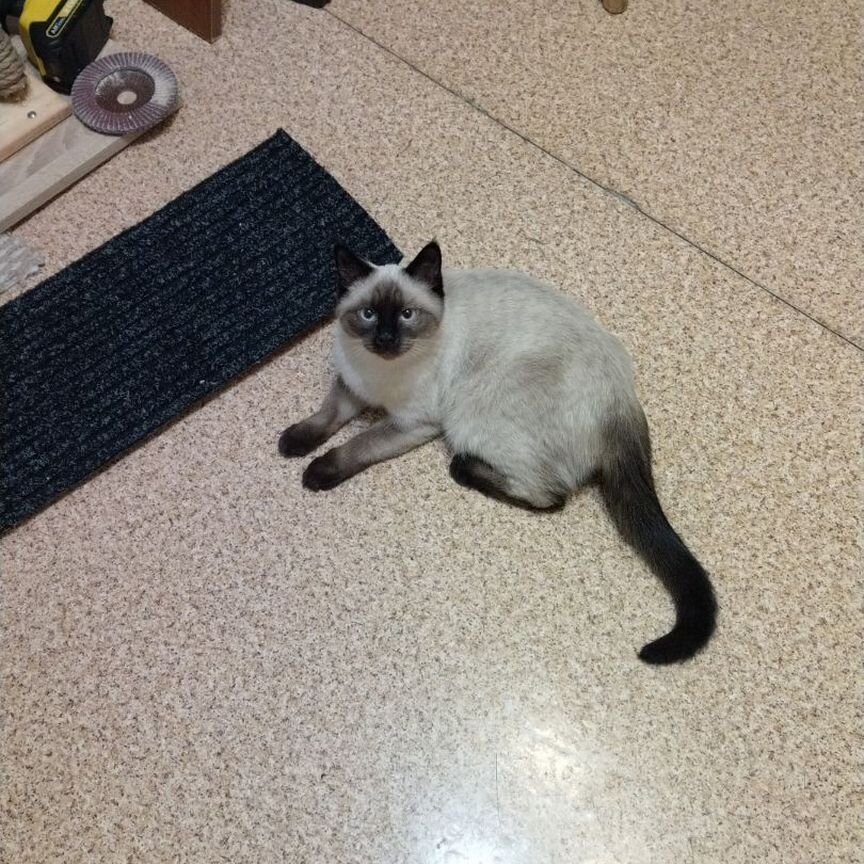 В добрые руки кошка 6 месяцев