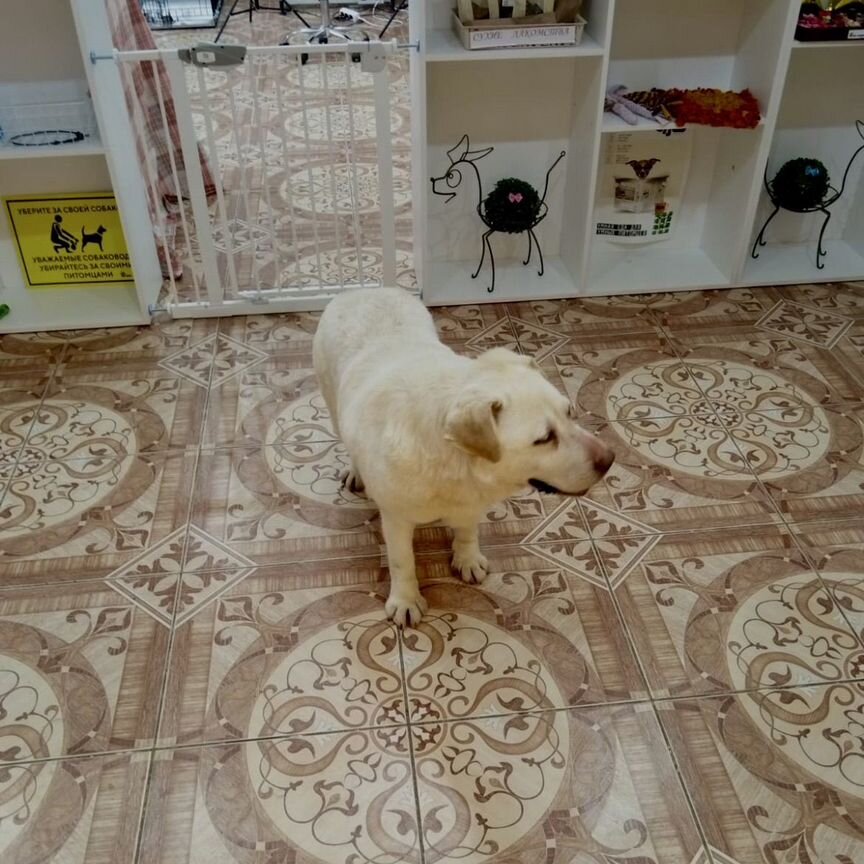 Лабрадор ретривер