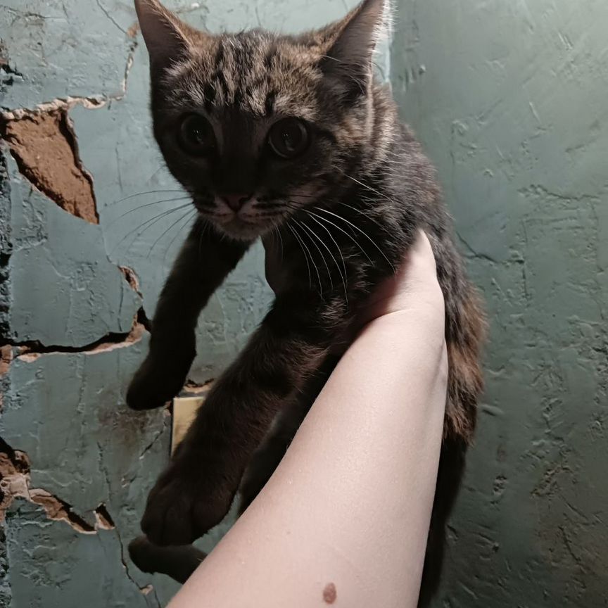 Котёнок в добрые руки