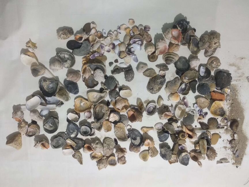 Настоящие морские ракушки с Черного моря