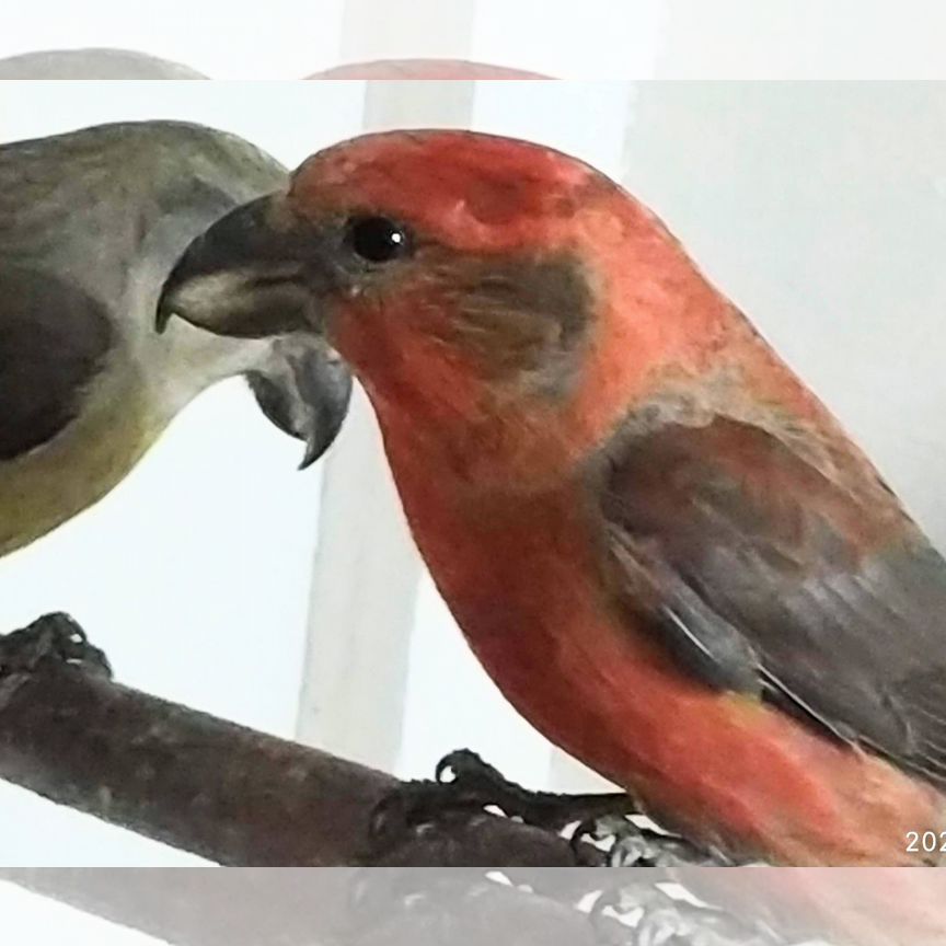 Клесты Сосновки